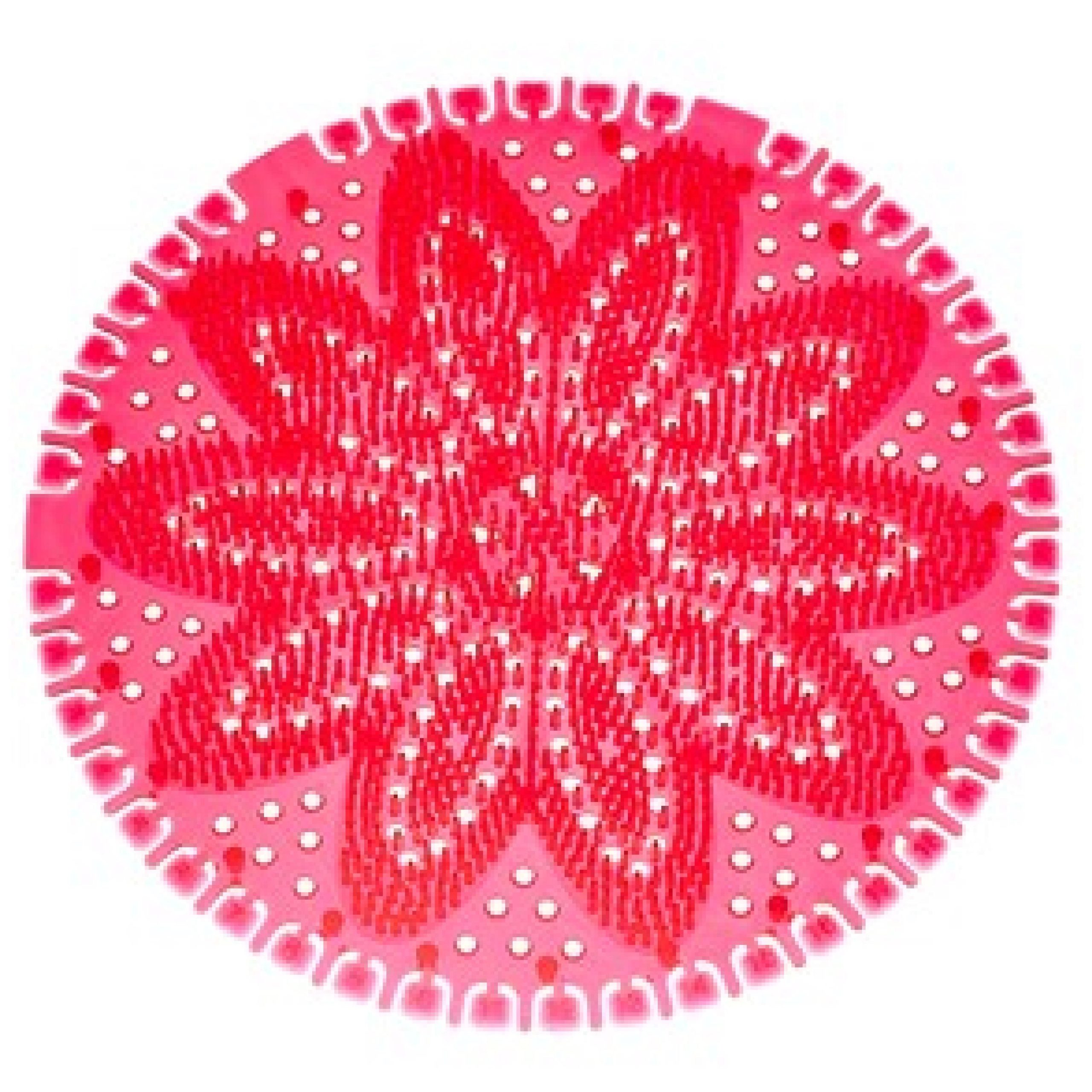 MINI URINAL SCREEN Tropical – Spark